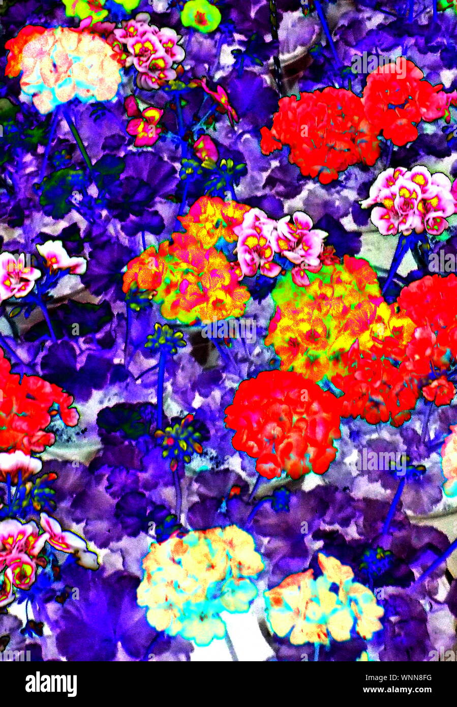 flowers, colorful, many photos, many colors, abstract background Stock ...