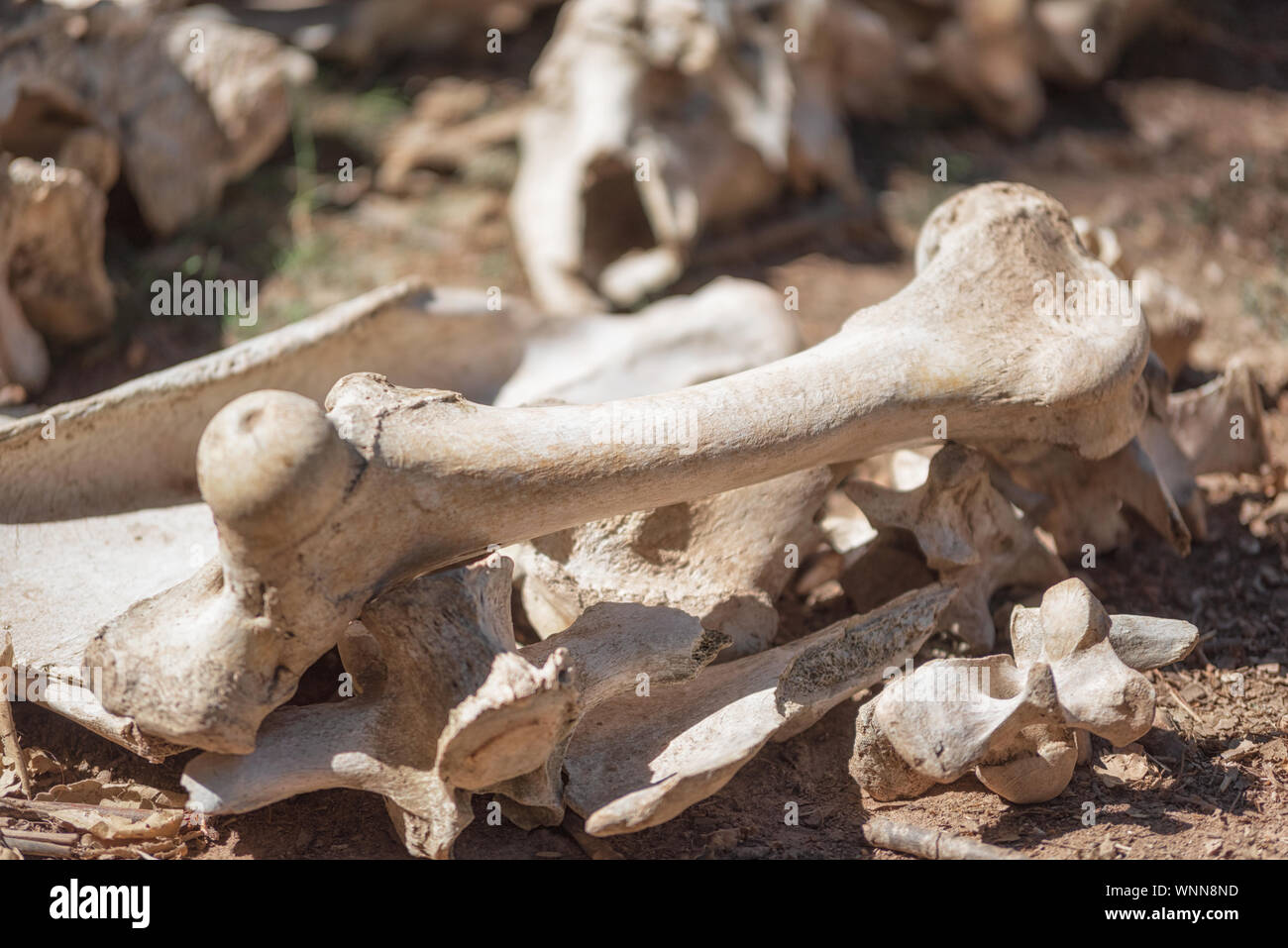 Dead Cow Skeleton Bone Bones High Resolution Stock Photography and ...