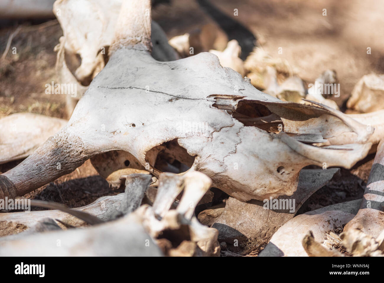 Dead Cow Skeleton Bone Bones High Resolution Stock Photography and ...