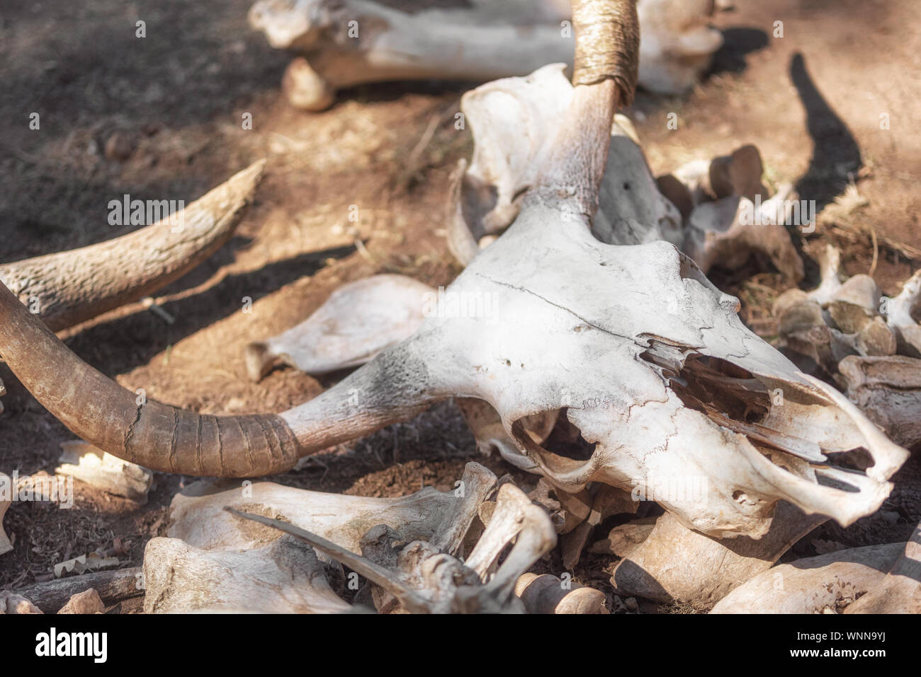 Dead cow skeleton bone bones hi-res stock photography and images - Alamy