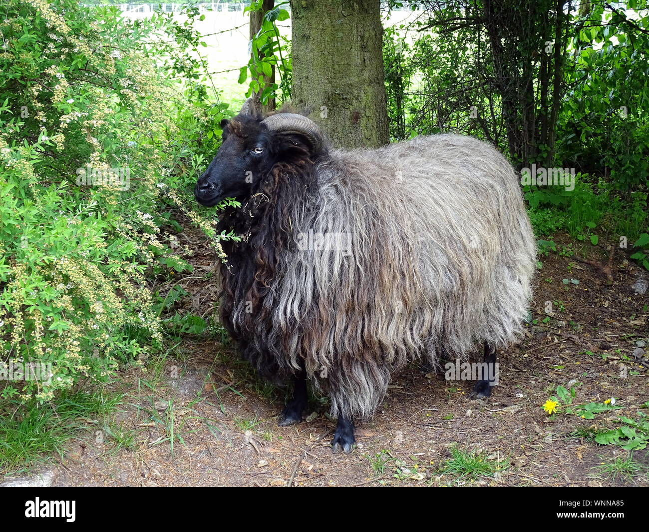 Forest goat hi-res stock photography and images - Alamy