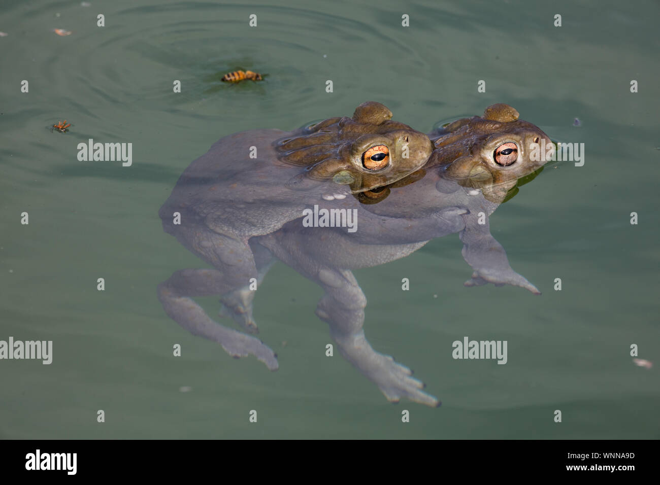 Colorado River toad (Incilius alvarius), also known as the Sonoran ...