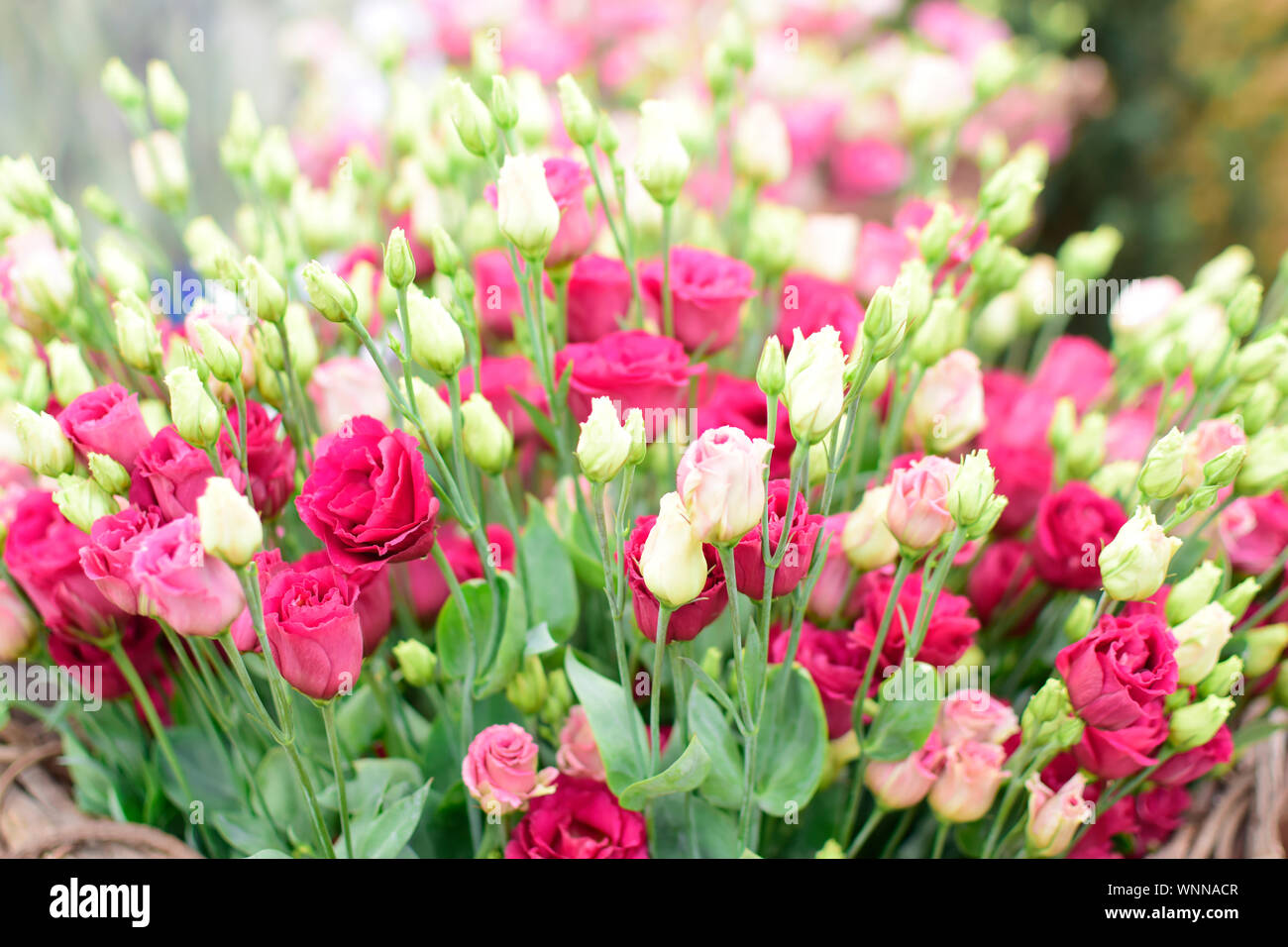 Beautiful of spring pink rose flowers with green leaves under sunlight ...
