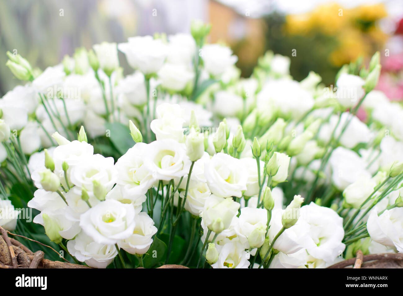 Spring white rose hi-res stock photography and images - Alamy