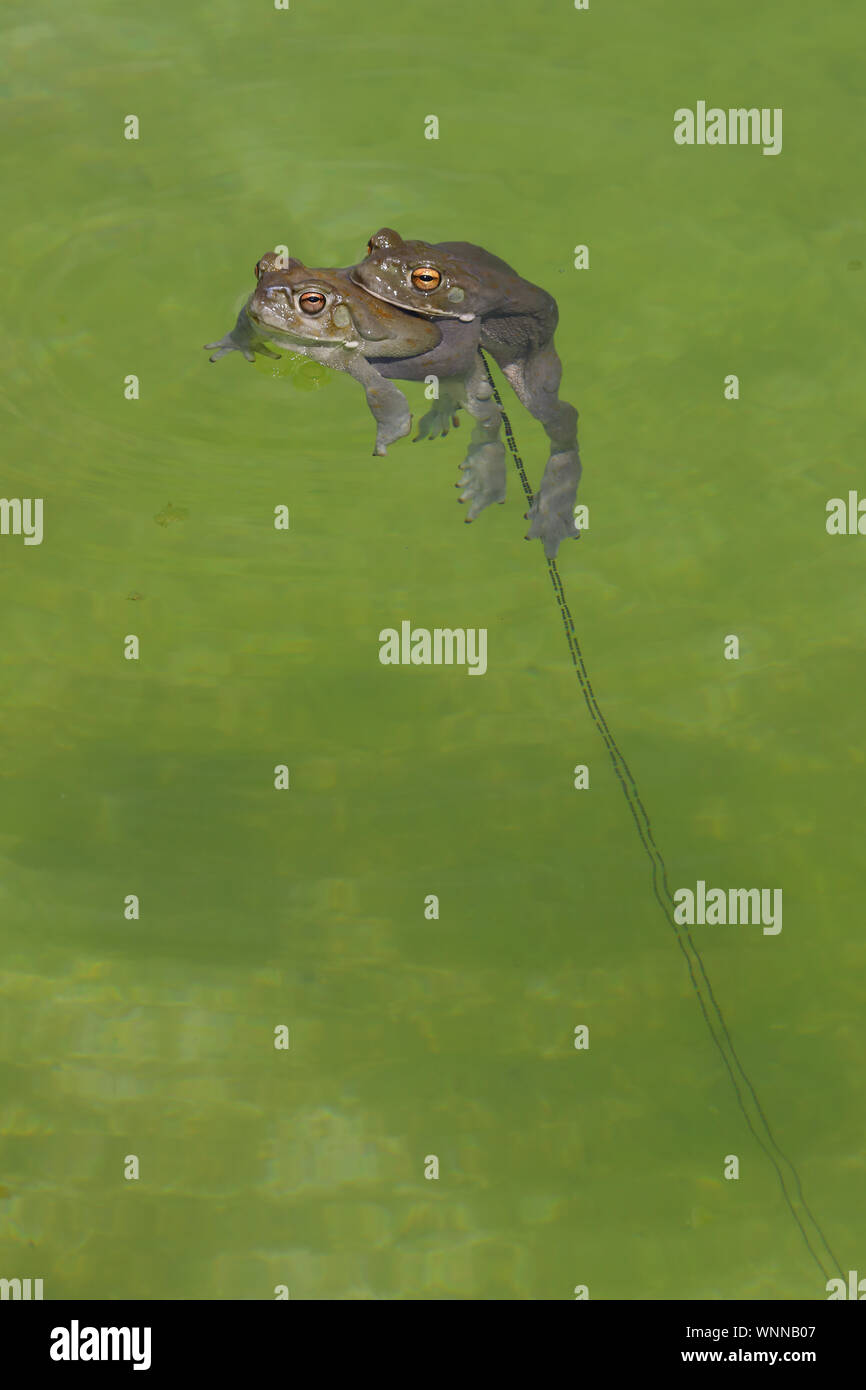 Toad laying eggs hi-res stock photography and images - Alamy