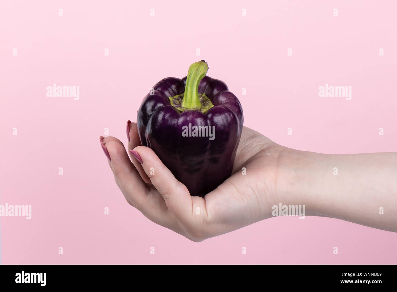 Purple sweet bell pepper in hand on a pink background. Purple bell ...