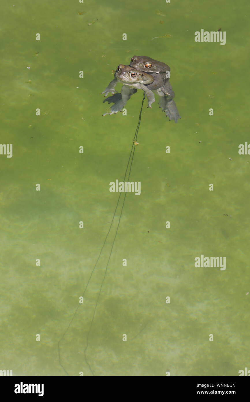 Toad laying eggs hi-res stock photography and images - Alamy