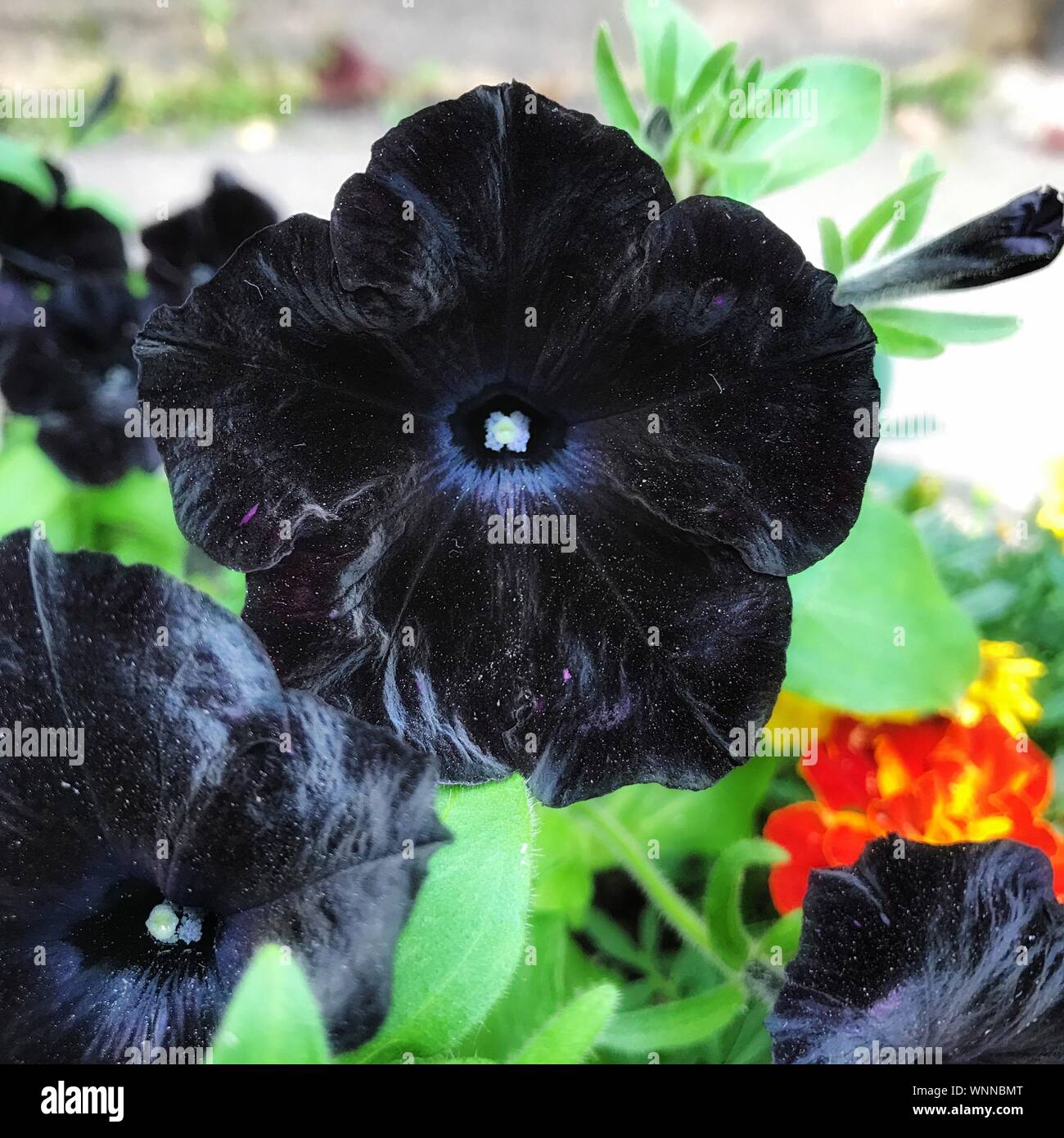 Black flower hi-res stock photography and images - Alamy