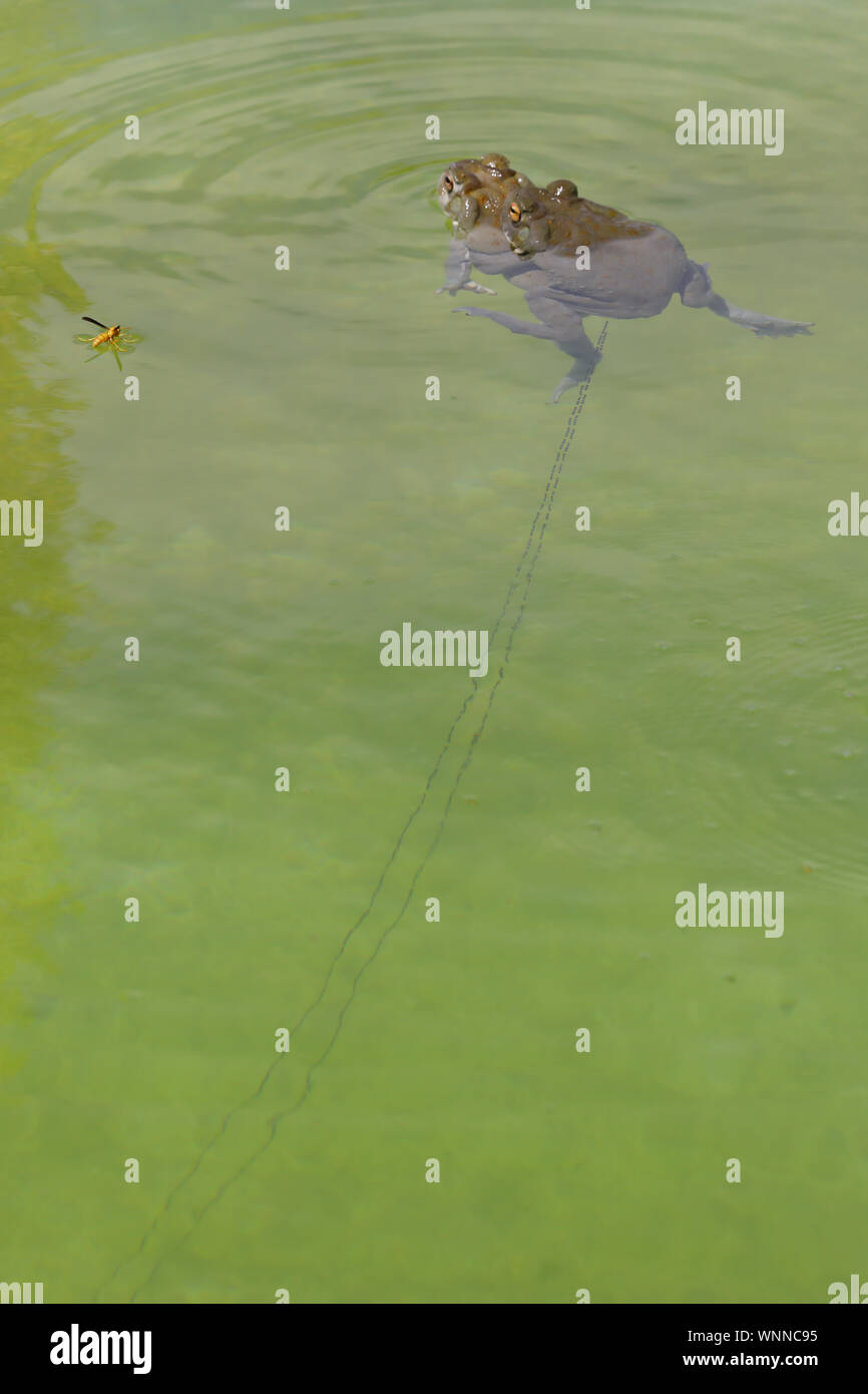 Toad laying eggs hi-res stock photography and images - Alamy