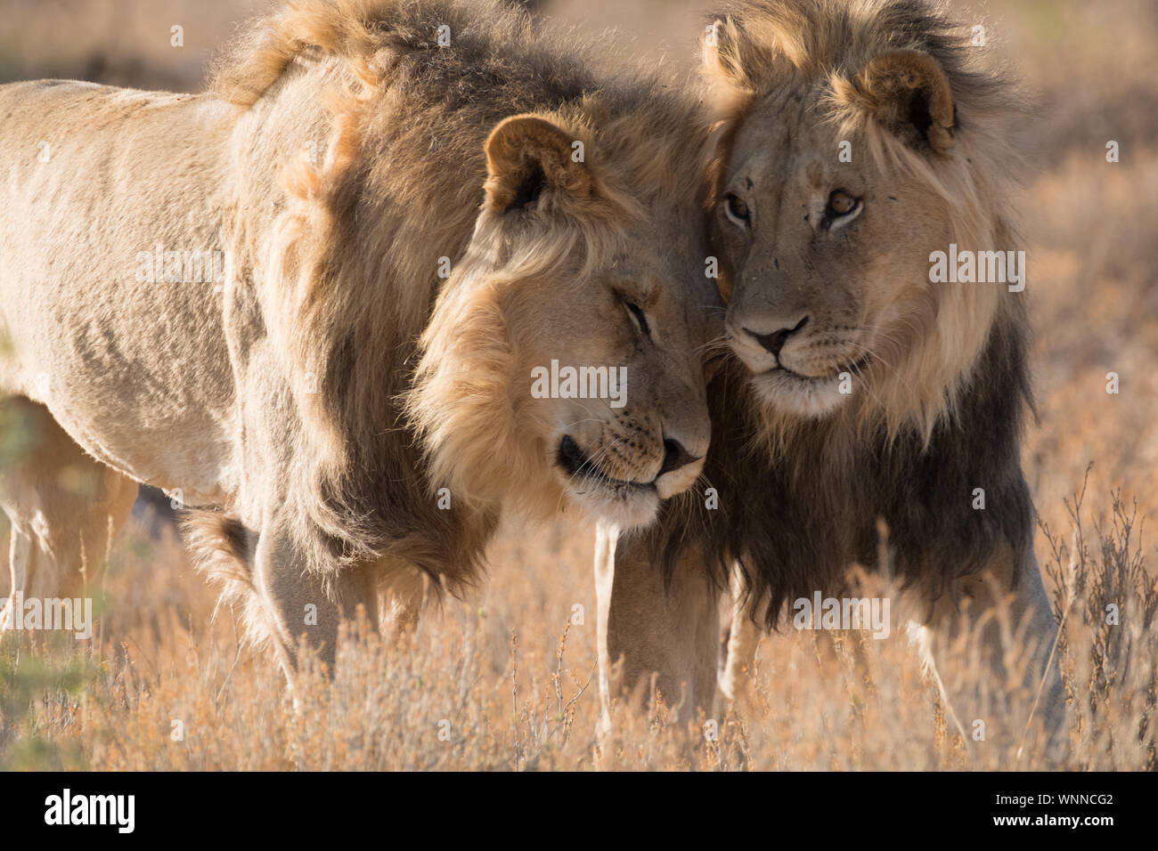 Lion brothers hi-res stock photography and images - Alamy