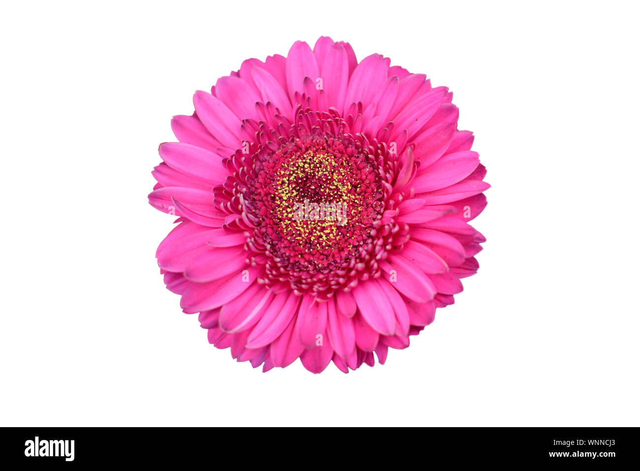 Bright pink gerbera daisy on bright green background hi-res stock ...