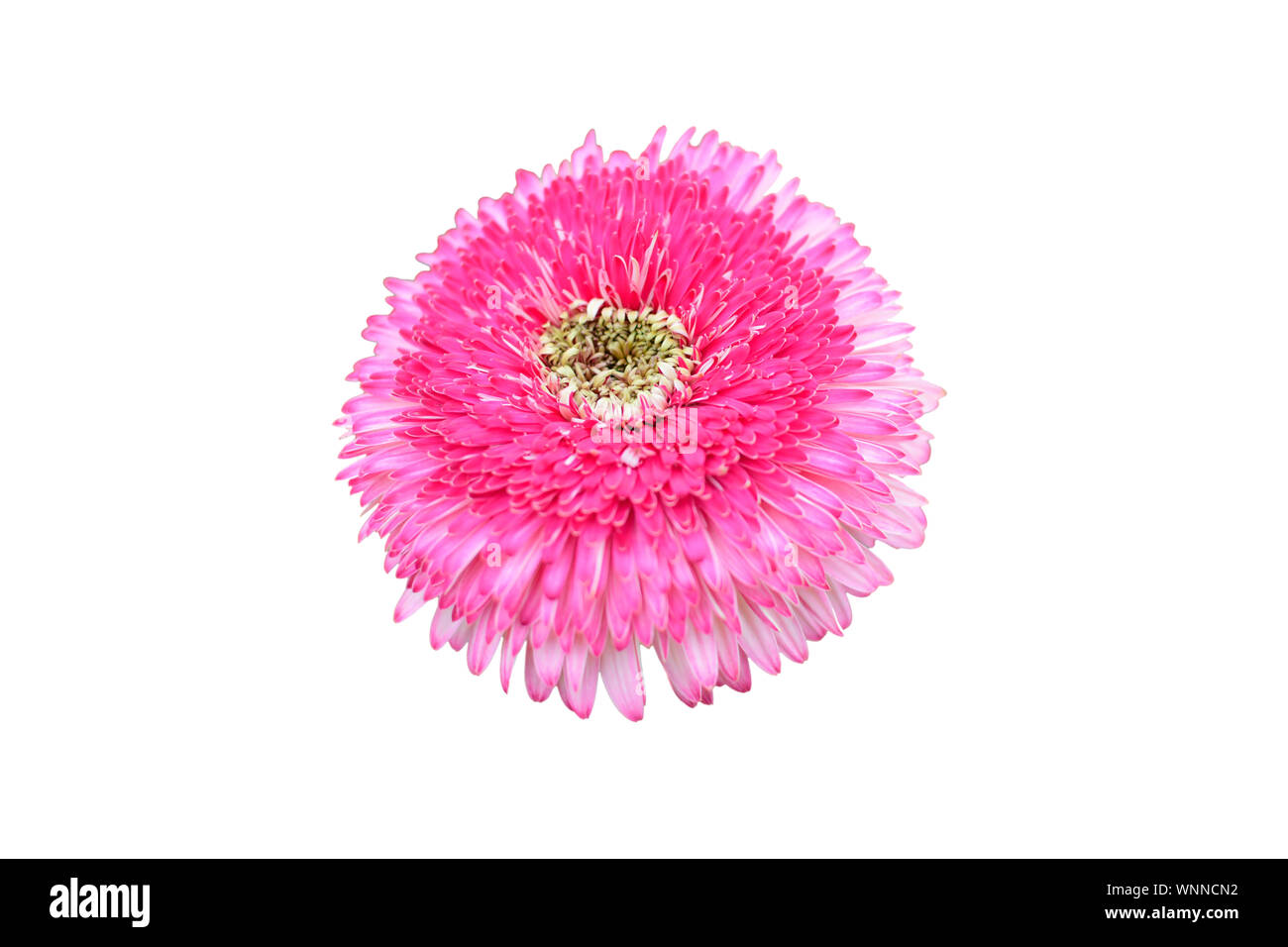 Beautiful pink gerbera daisy flower isolated on white background Stock ...