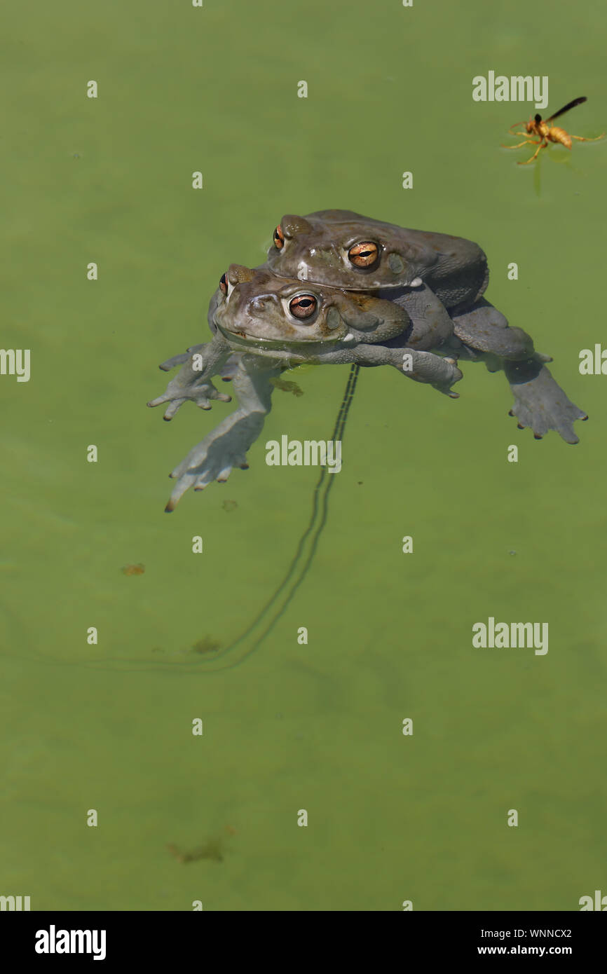 Toad laying eggs hi-res stock photography and images - Alamy