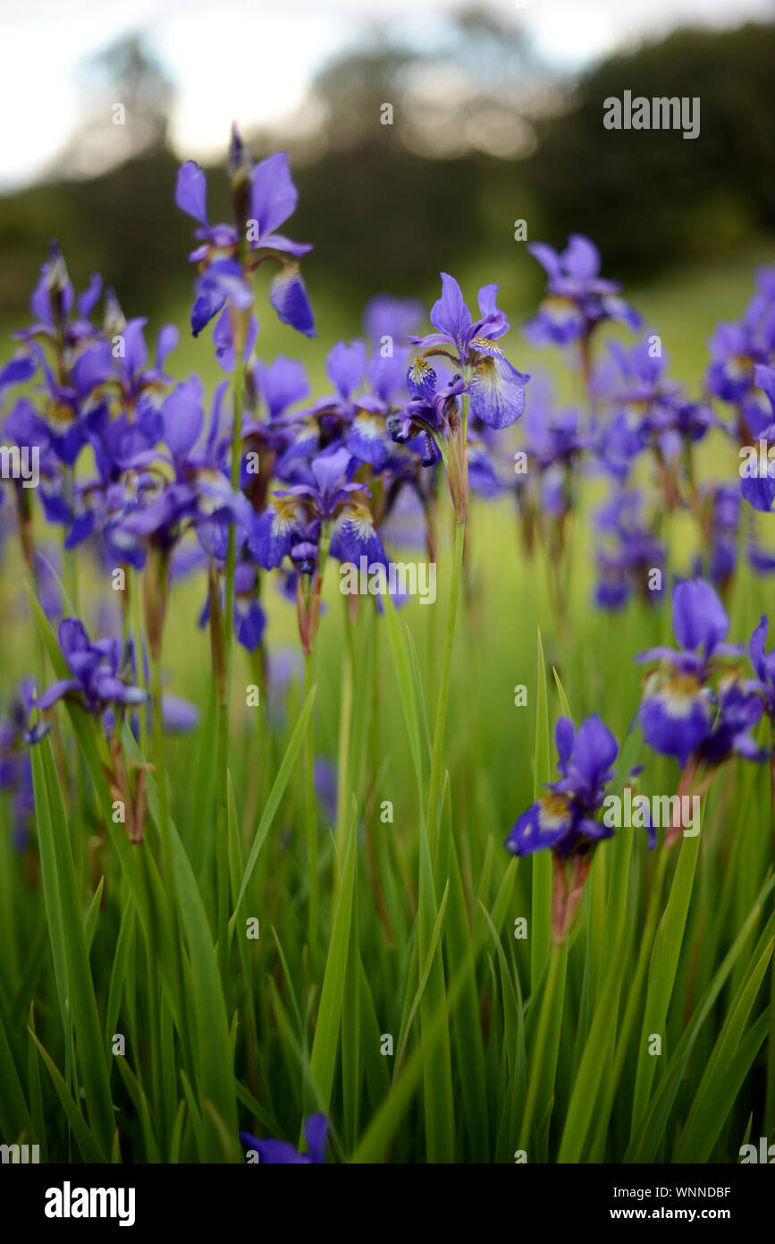 With the iris angle hi-res stock photography and images - Alamy