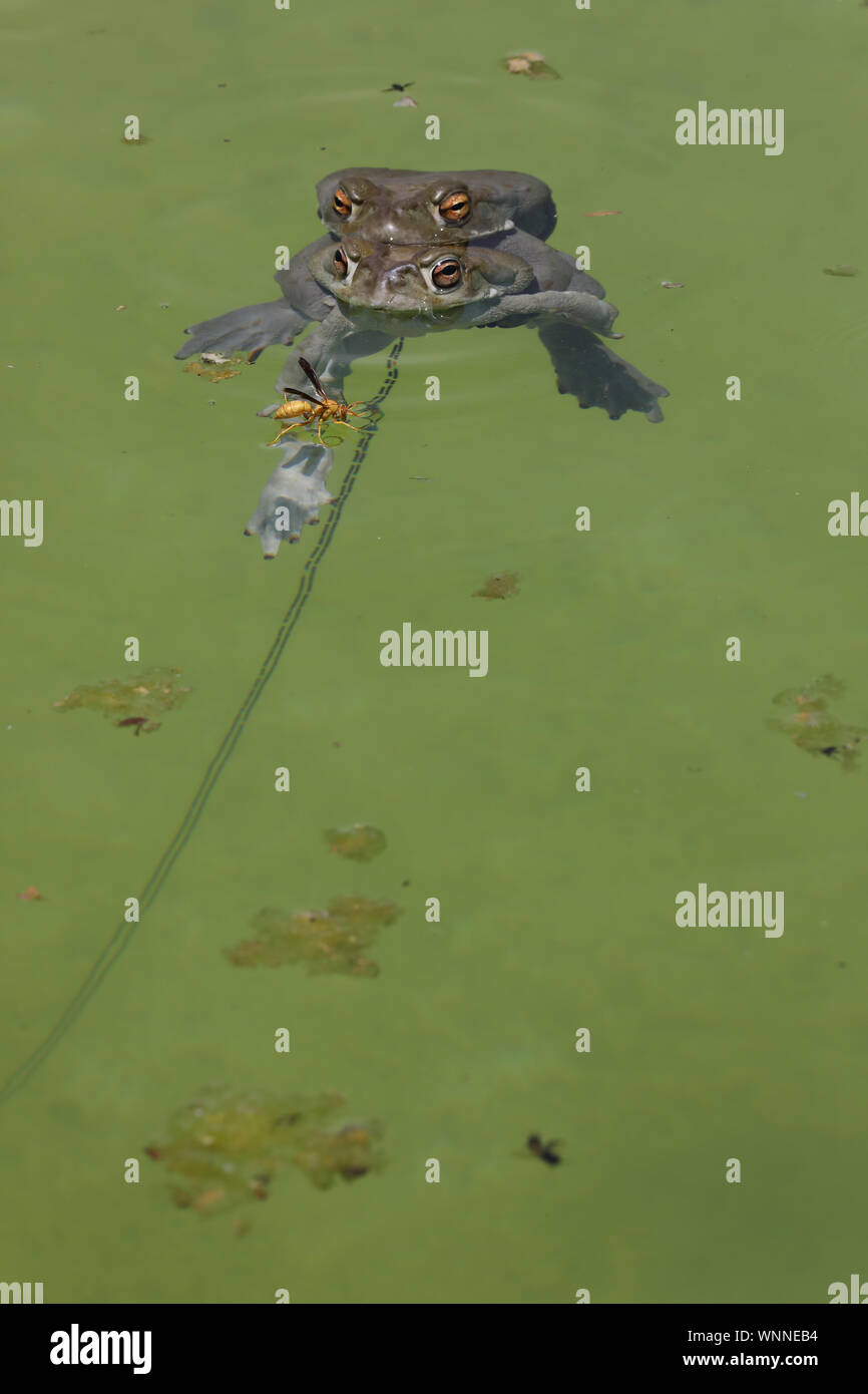 Toad laying eggs hi-res stock photography and images - Alamy