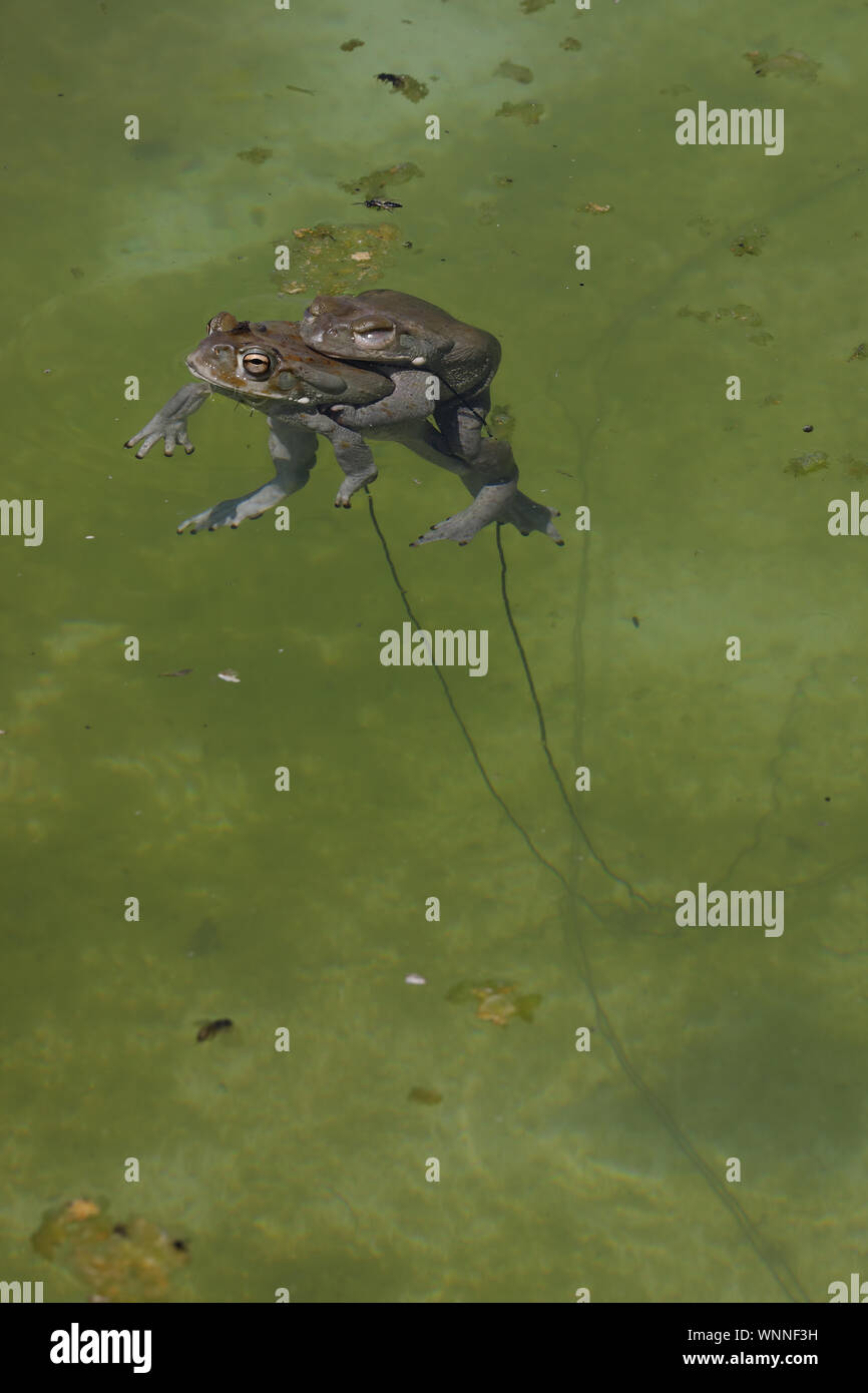 Toad laying eggs hi-res stock photography and images - Alamy