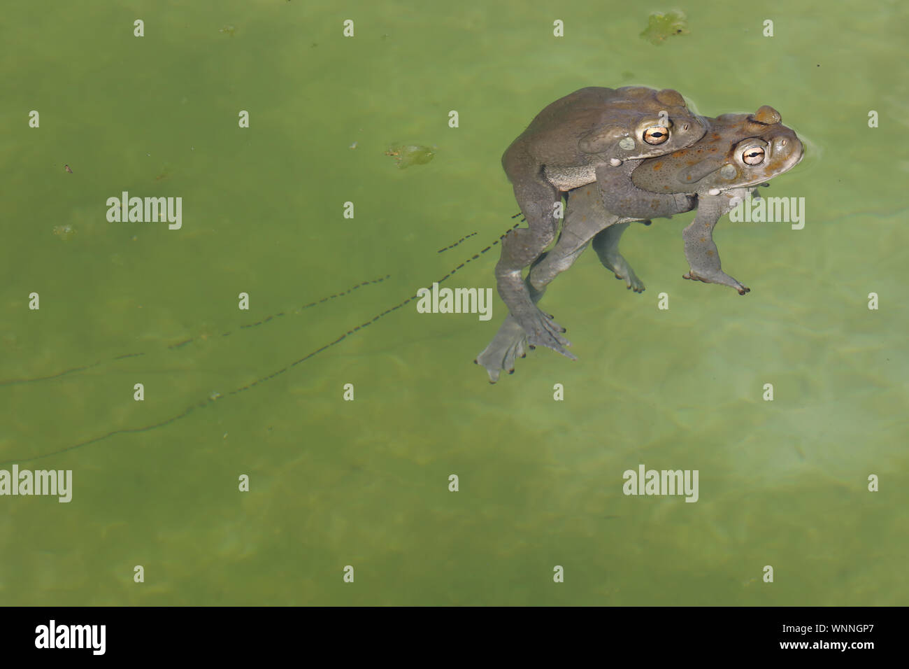 Toad laying eggs hi-res stock photography and images - Alamy