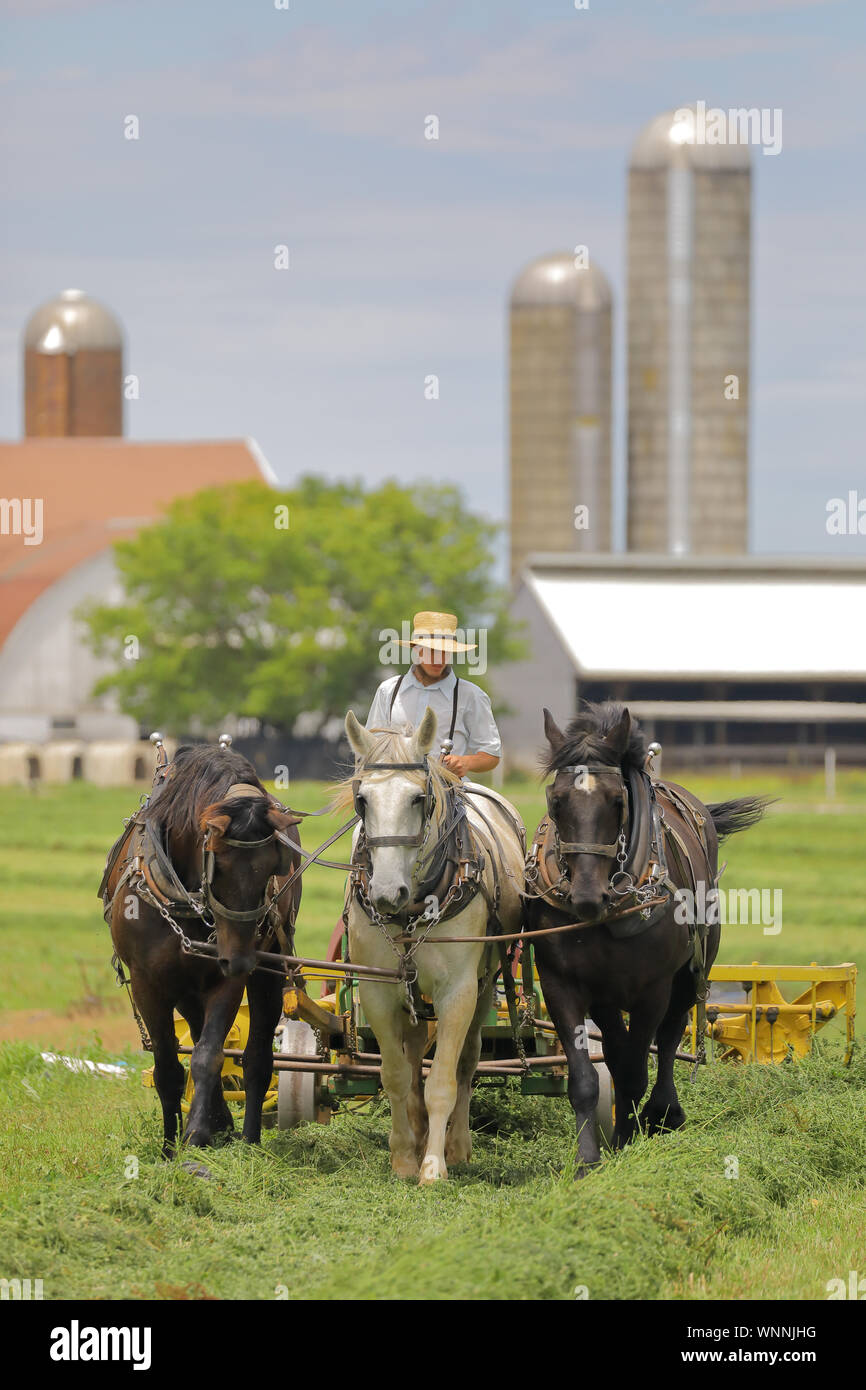 amish man, rowing hay, Lancaster county, Pennsylvania Stock Photo - Alamy
