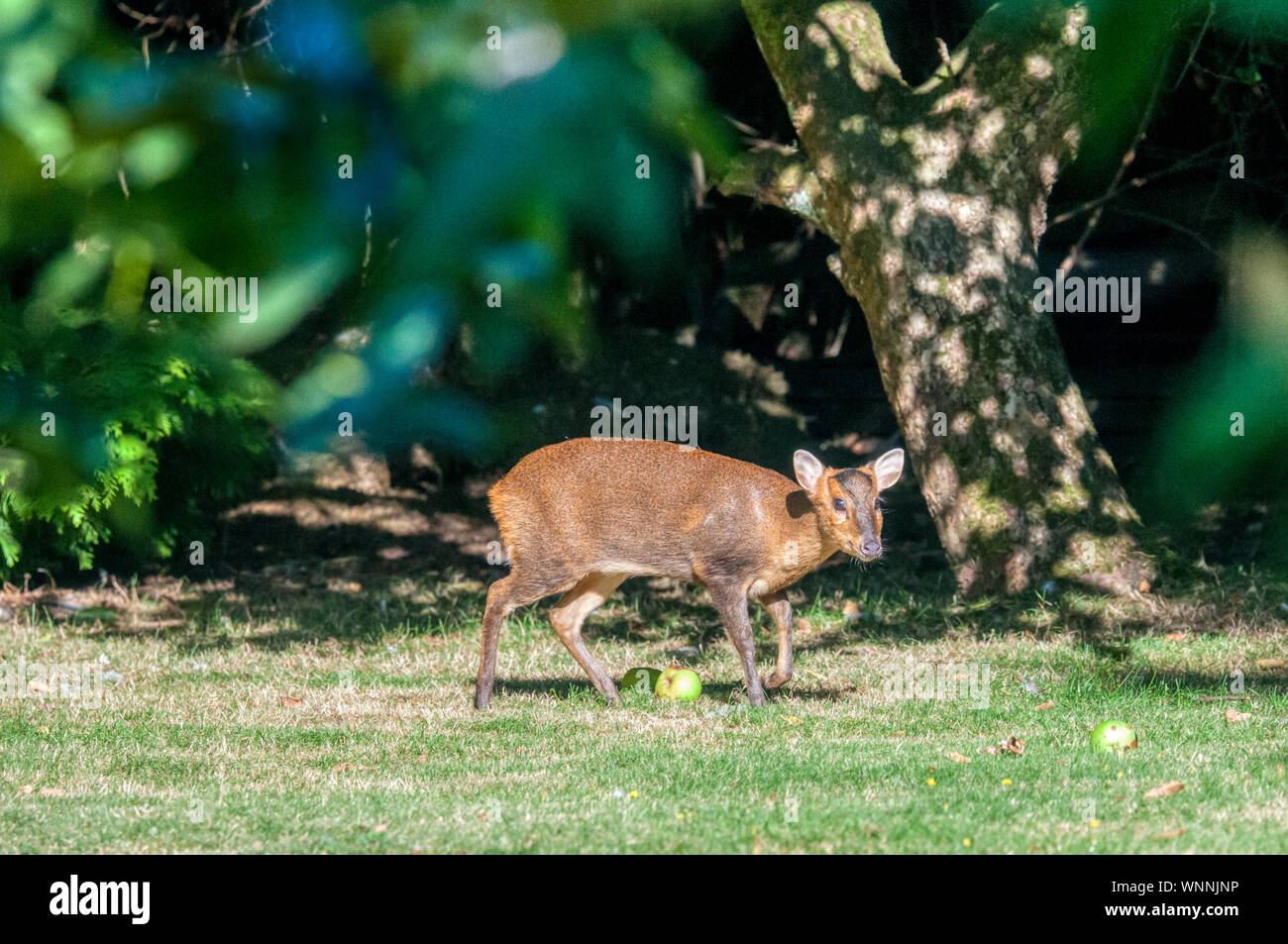 Wild female muntjac deer, Muntiacus reevesi, eating windfall apples in ...