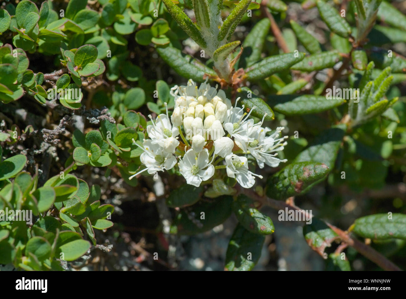 Labrador tea ledum groenlandicum hi-res stock photography and images ...
