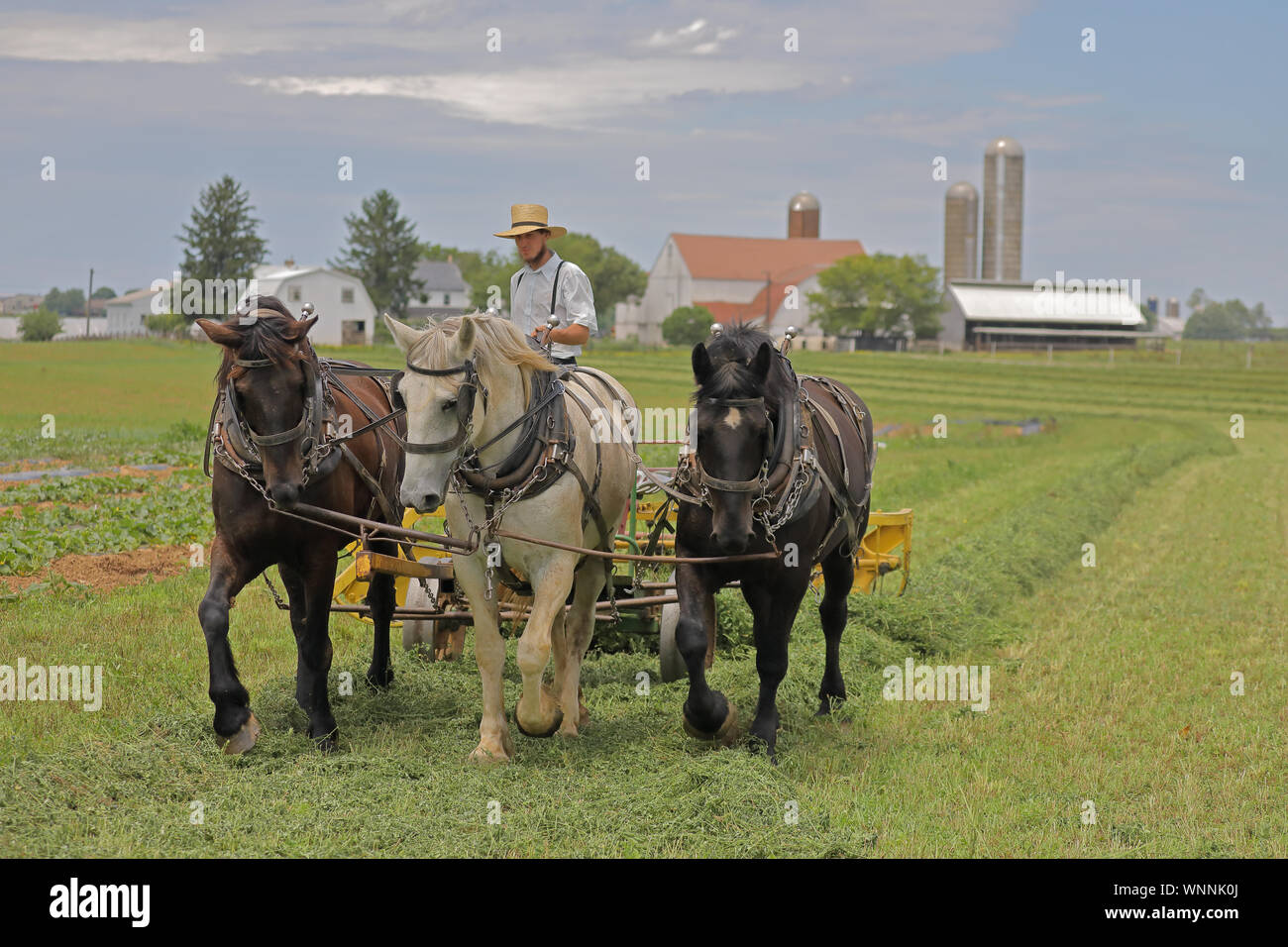 Amish pennsylvania farm horse hi-res stock photography and images - Alamy
