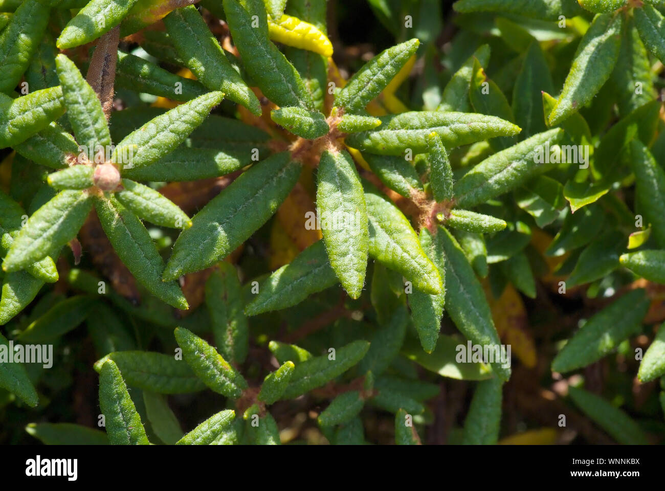 Alpine Tundra System -Labrador Tea-Ledum groenlandicum- on Mount ...