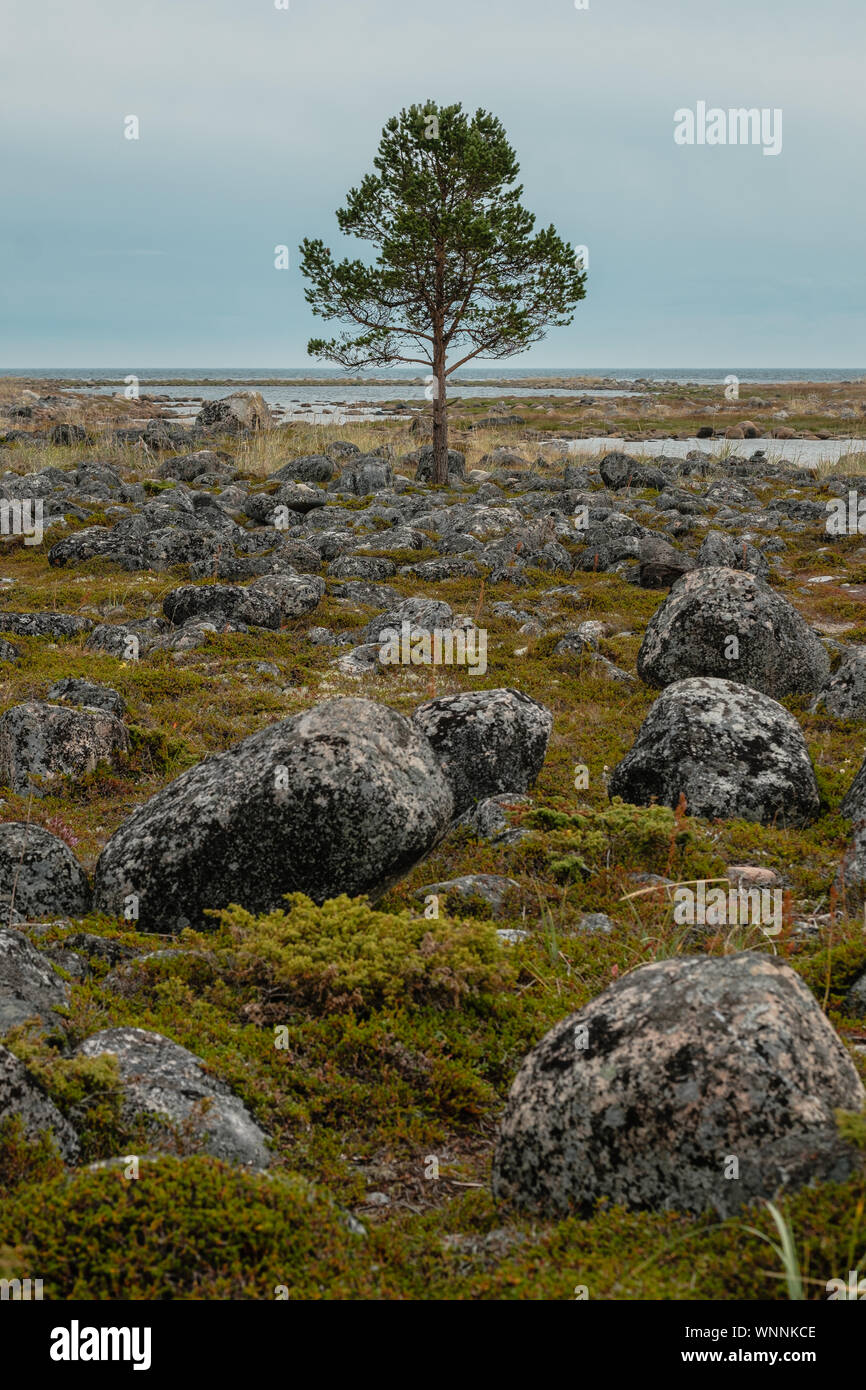 Northern sea landscape on the Solovetsky Islands Stock Photo - Alamy