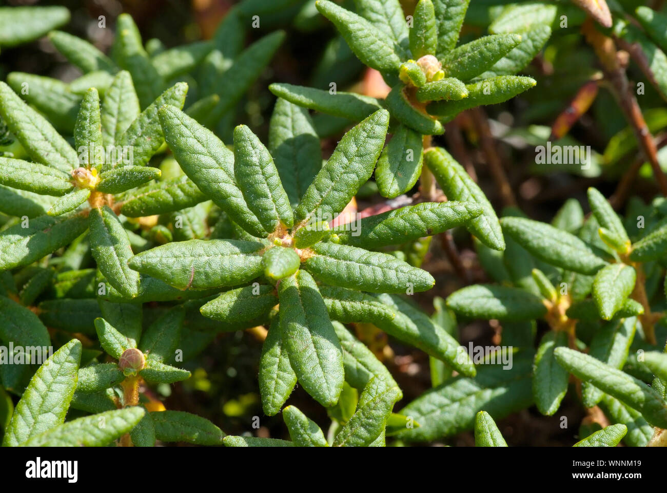Alpine Tundra System -Labrador Tea-Ledum groenlandicum- on Mount ...