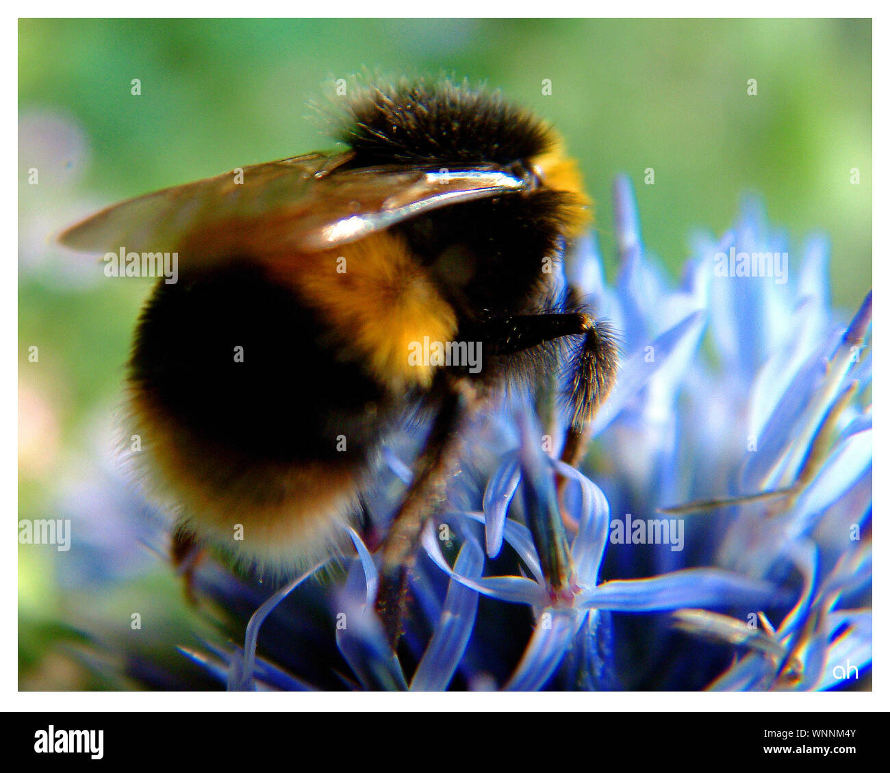 Bumblebee animal Cut Out Stock Images & Pictures - Alamy
