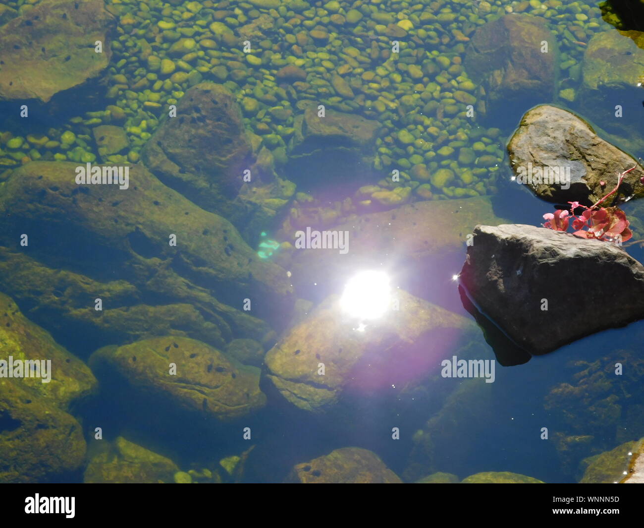 Large tadpole hi-res stock photography and images - Alamy