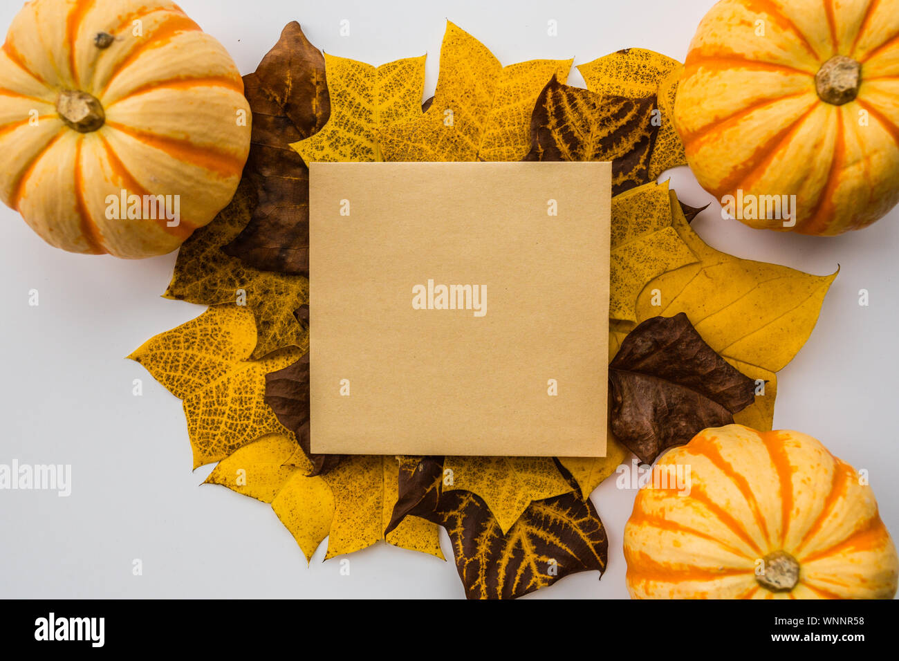 Thanksgiving holiday objects for mock up template design. Autumn ...