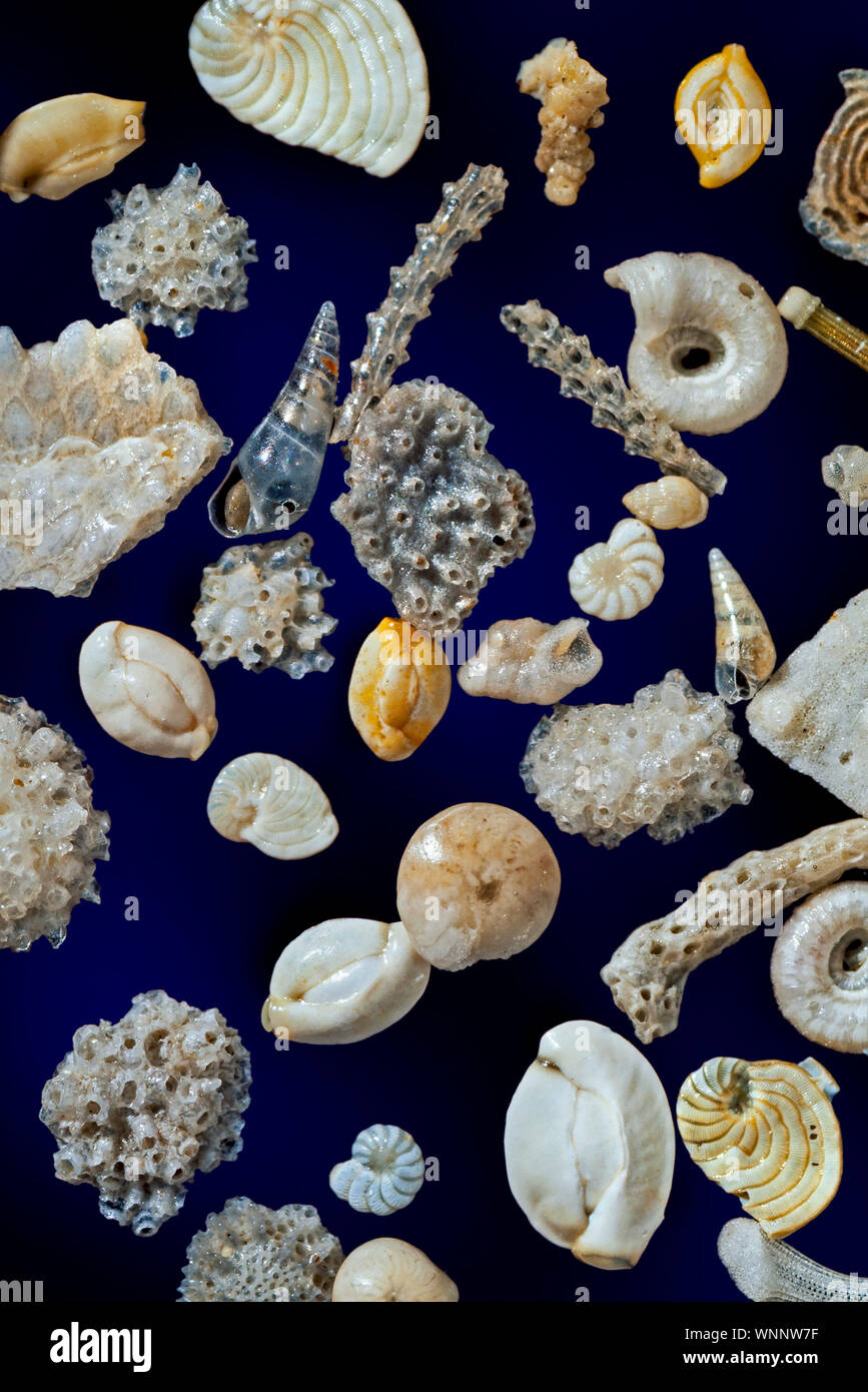 Foraminifera / marine shells debris, Mediterranean sea Stock Photo - Alamy
