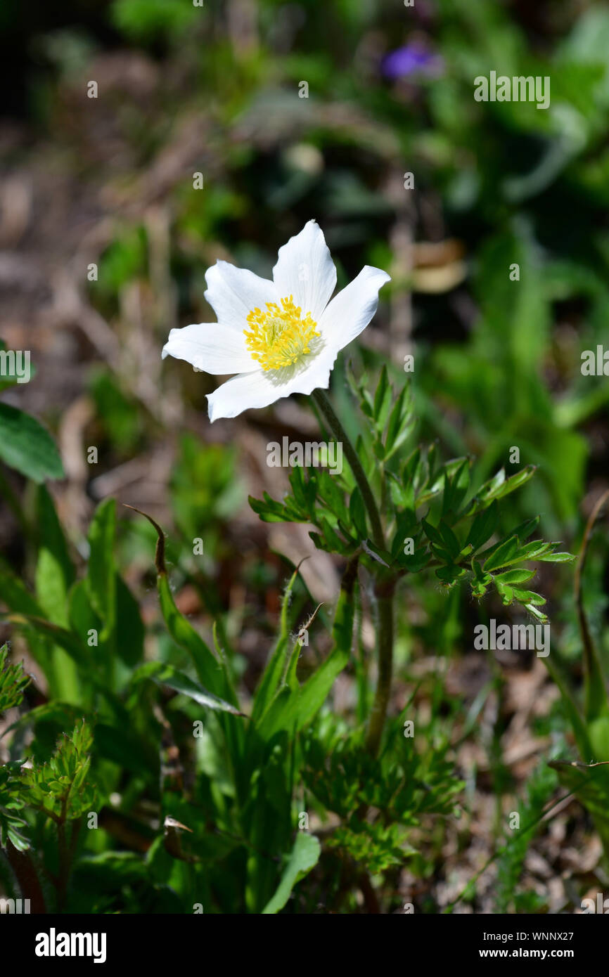 An alpine anemone in a meadow in the Belianske Tatra in Slovakia Stock ...