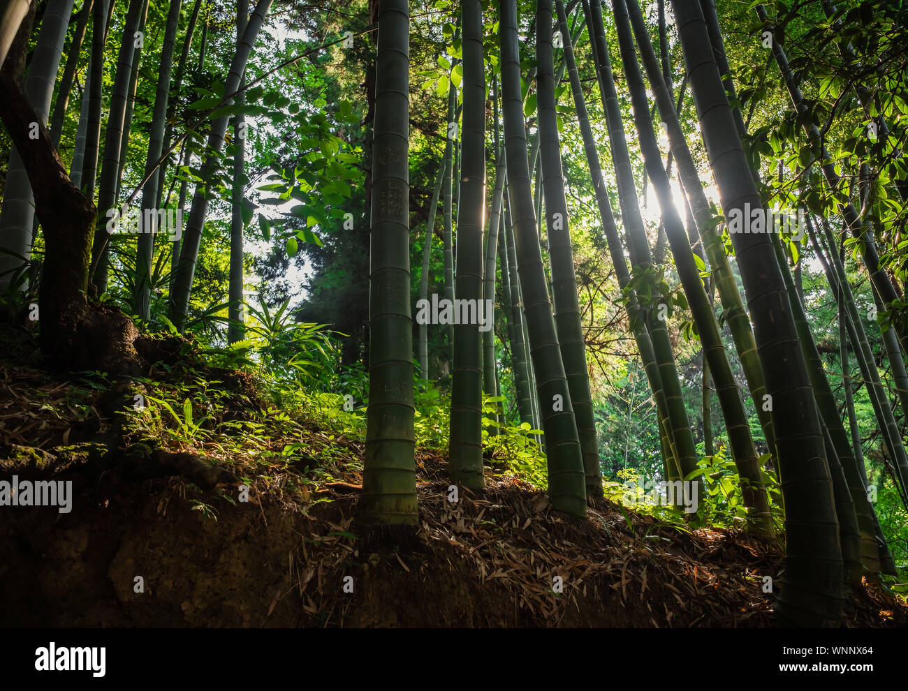 bamboo forest with morning sunlight. Magic Botanical Garden in Batumi ...