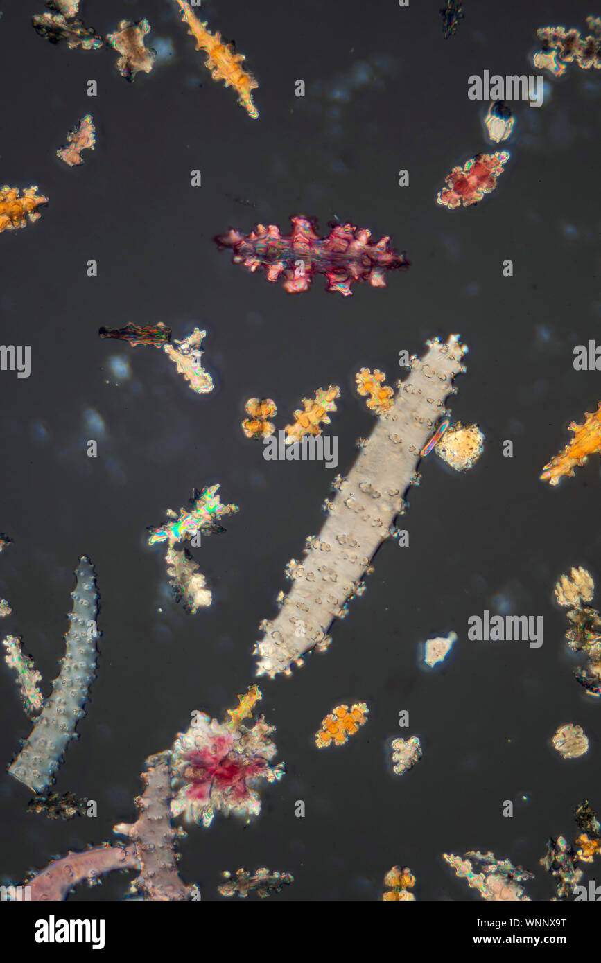 Spicules from the Norman Bequest, mixed types. microscleres and ...