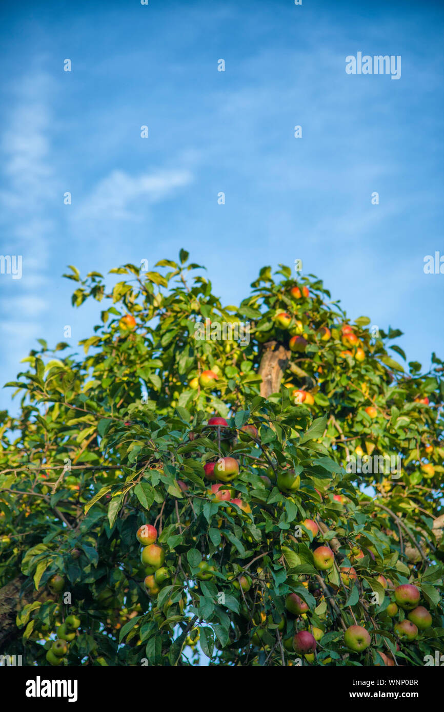 Apple tree fruits in spring hi-res stock photography and images - Alamy