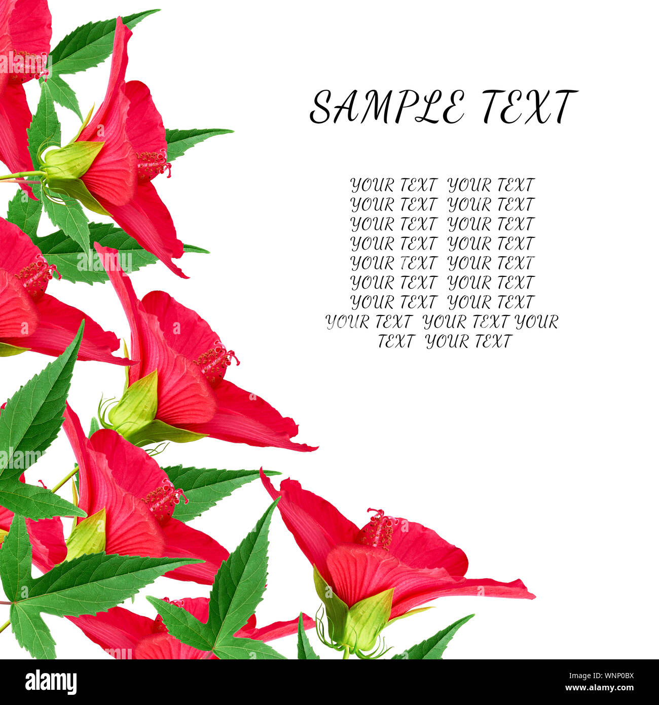 blooming buds of red hibiscus and green leaves, angular layout of the ...