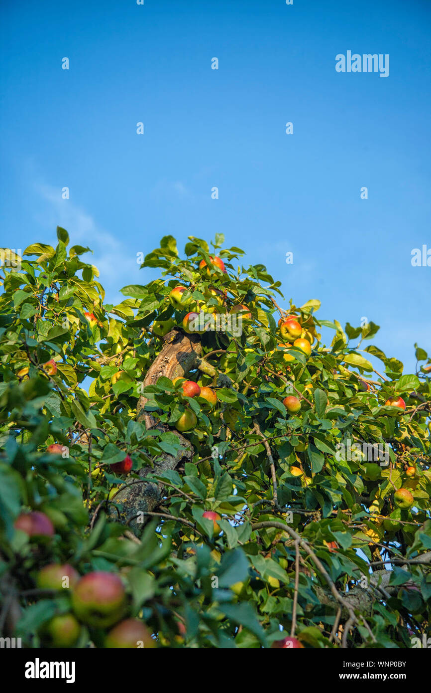 Apple tree fruits in spring hi-res stock photography and images - Alamy