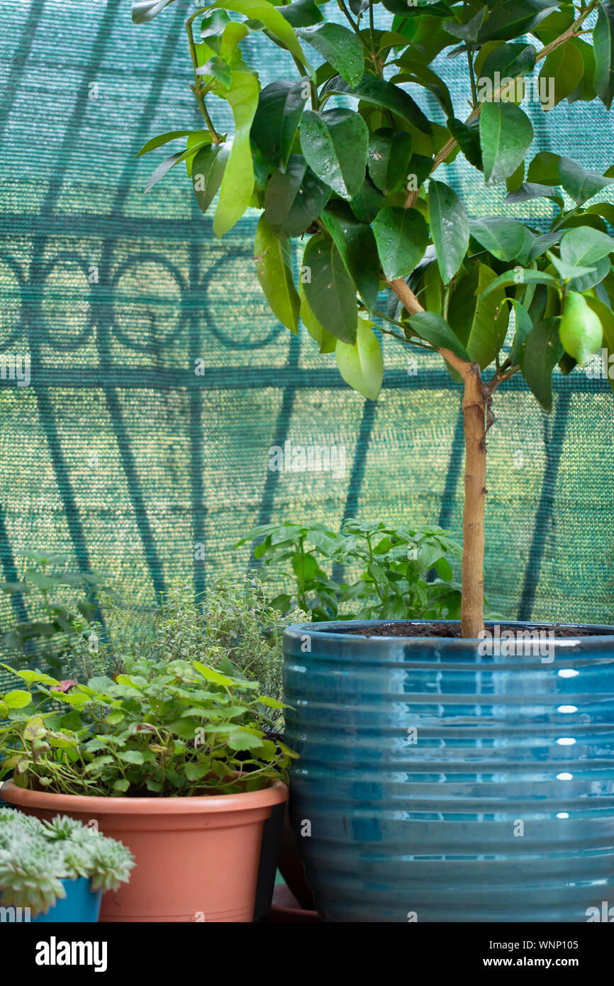 lemon tree growing in blue clay pot Stock Photo - Alamy