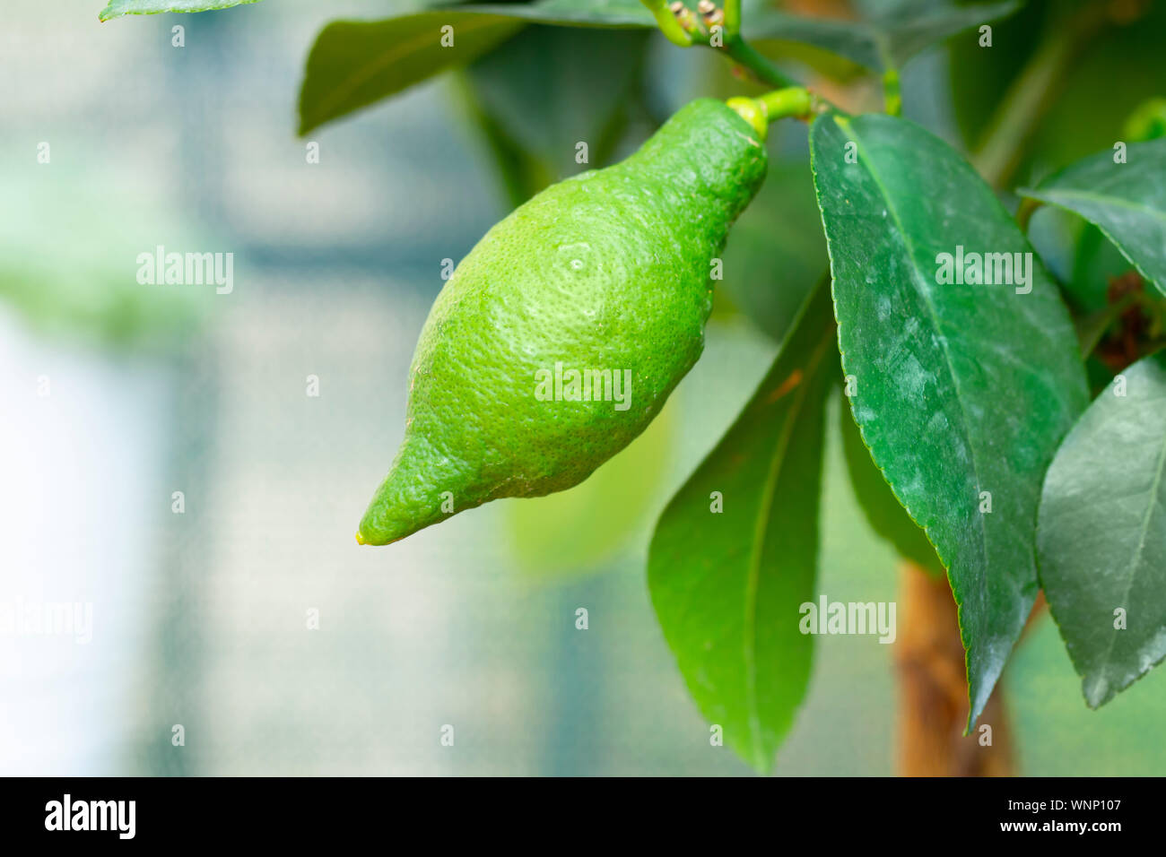 Lemon tree leaves hi-res stock photography and images - Alamy