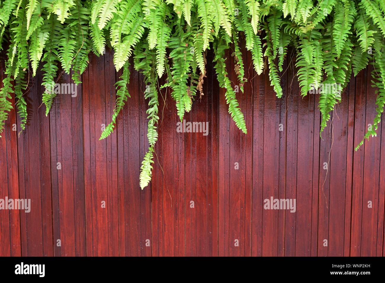 Wall fern hi-res stock photography and images - Alamy