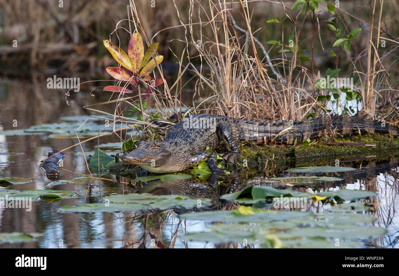 Juvenile alligator in natural habitat in the Okefenokee swamp of ...