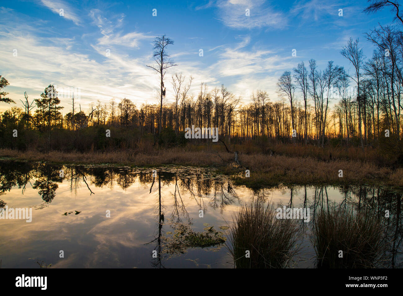 Okefenokee swamp florida hi-res stock photography and images - Alamy
