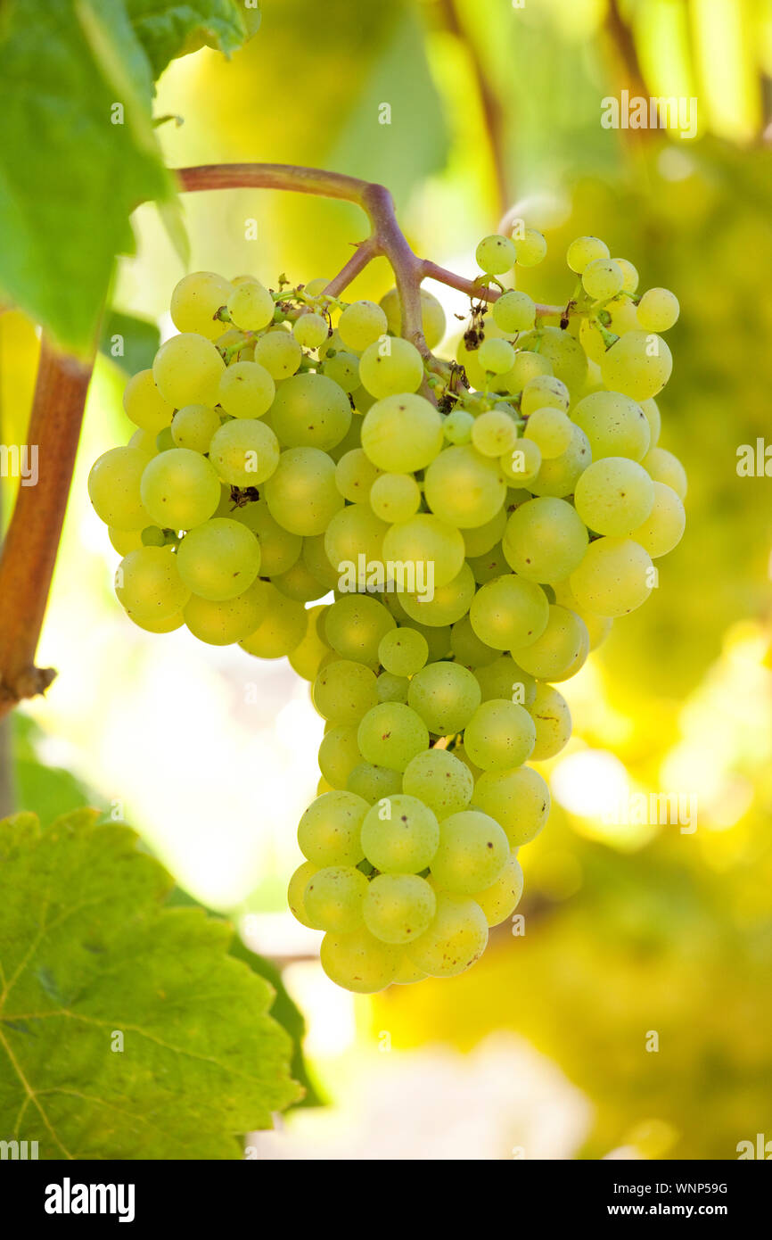 Growing of grapes hi-res stock photography and images - Alamy