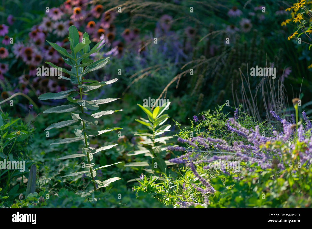 Summer nature in Toronto is breathtakingly beautiful Stock Photo - Alamy
