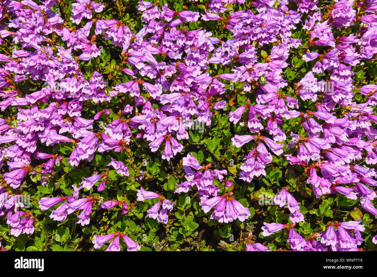Abelia hi-res stock photography and images - Alamy