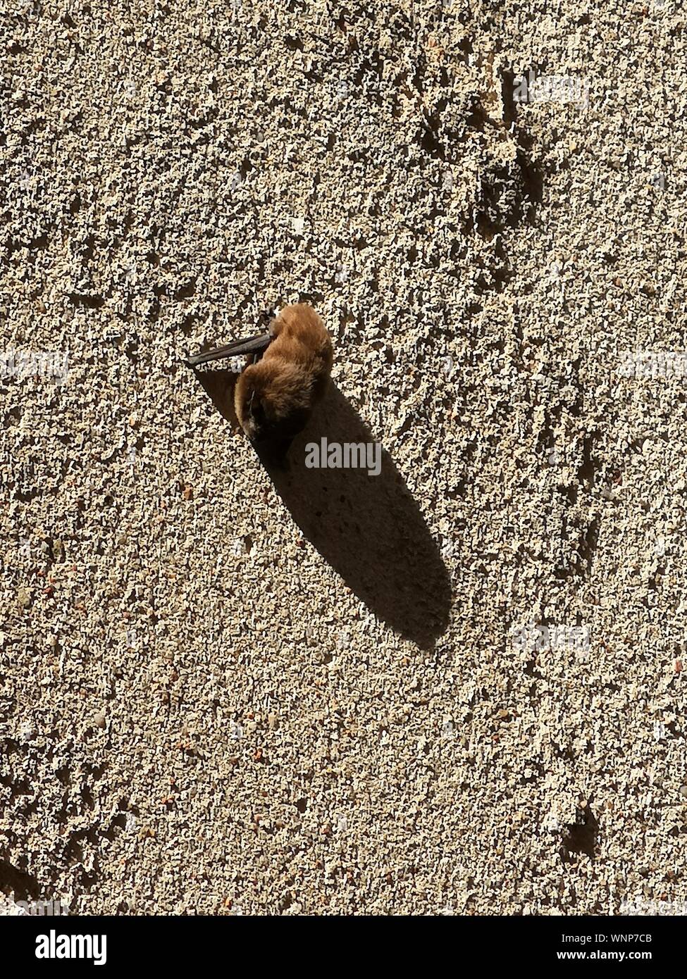 bat sitting on the wall of the building during the day Stock Photo - Alamy