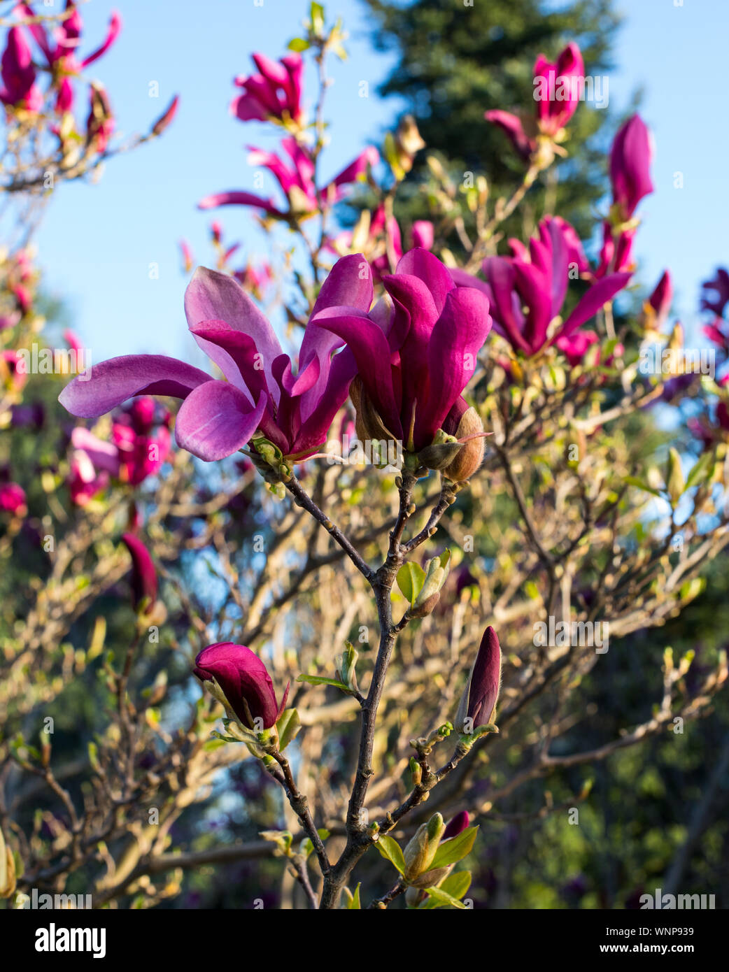 pink spring magnolia flowers ( Magnolia virginiana) on a tree branch ...