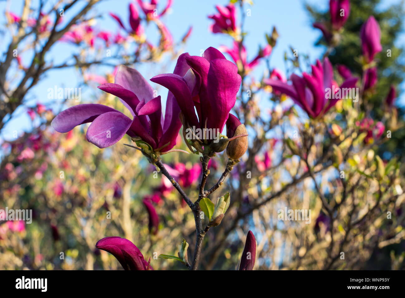 pink spring magnolia flowers ( Magnolia virginiana) on a tree branch ...