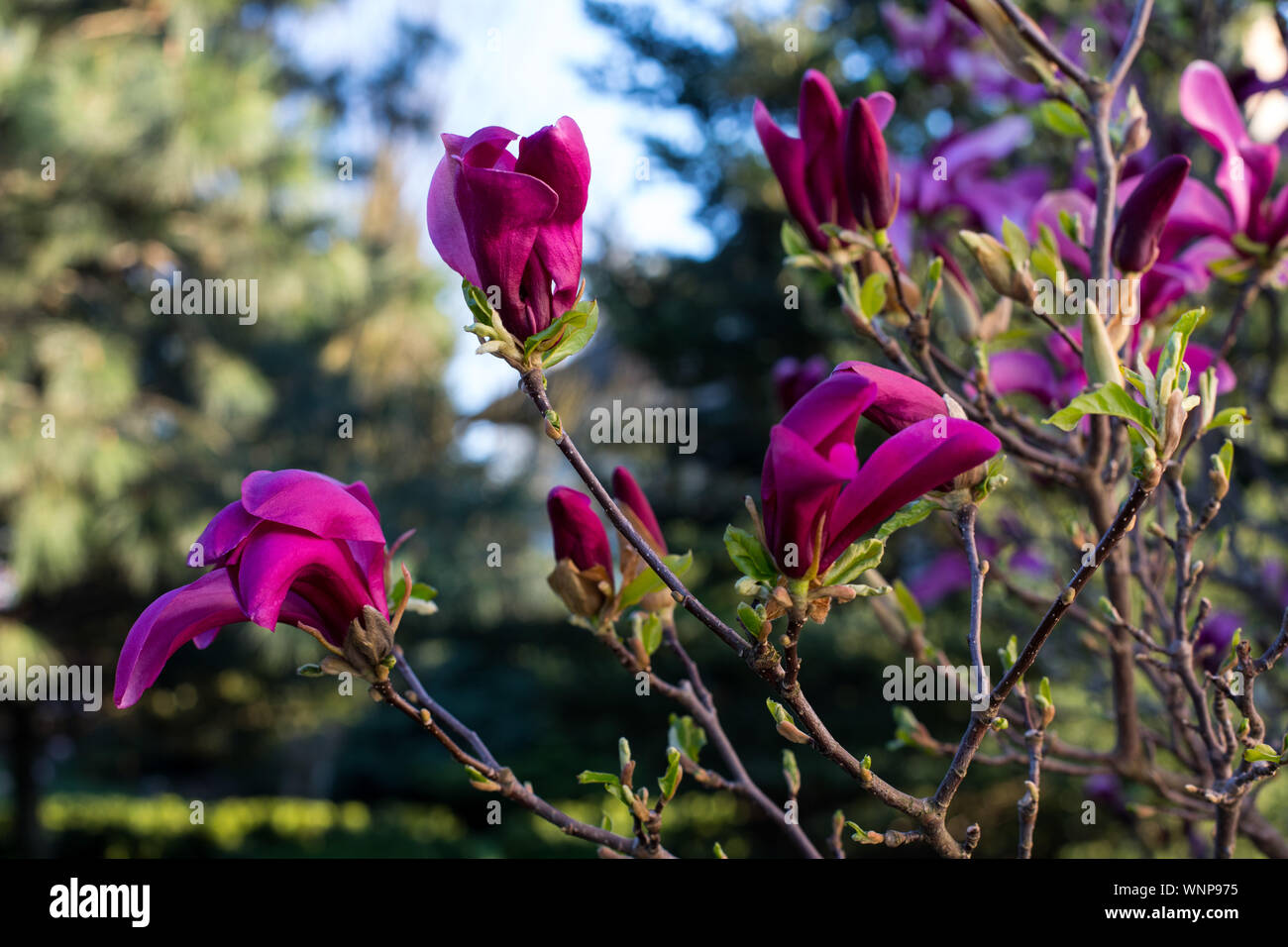 pink spring magnolia flowers ( Magnolia virginiana) on a tree branch ...